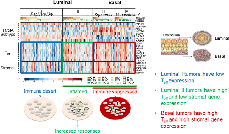 Immunotherapy in Urothelial Cancer: Recent Results and Future ...