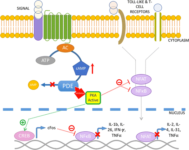 Phosphodiesterase 4 Inhibitor Therapies for Atopic Dermatitis: Progress ...