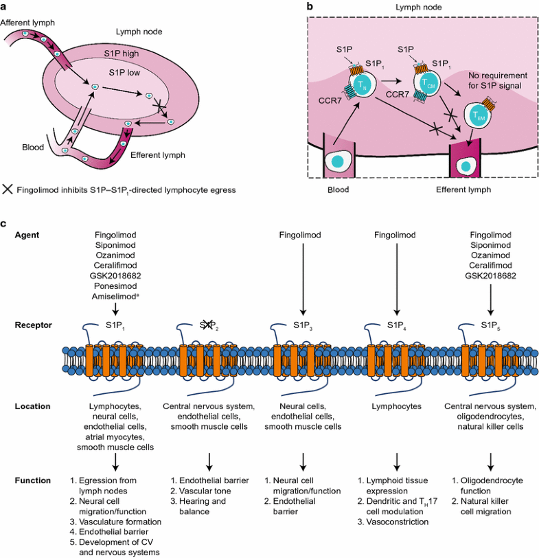 Benefit–Risk Profile of Sphingosine-1-Phosphate Receptor Modulators in ...