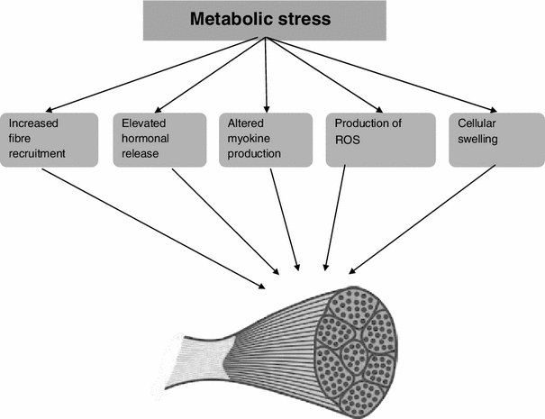 Potential Mechanisms for a Role of Metabolic Stress in Hypertrophic Adaptations to Resistance ...