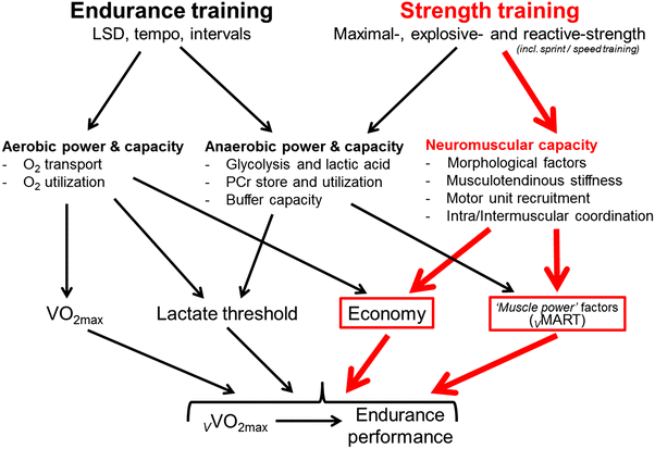 The Effect of Strength Training on Performance in Endurance Athletes ...