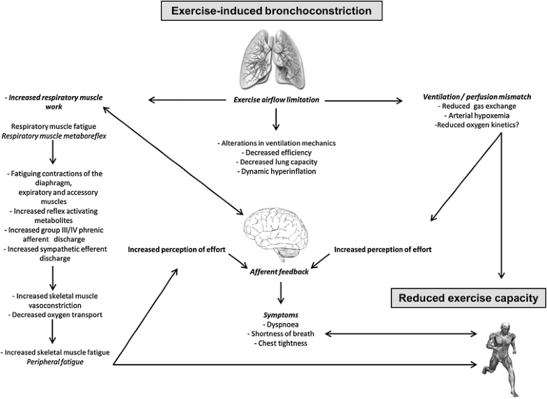 The Impact of Exercise-Induced Bronchoconstriction on Athletic ...