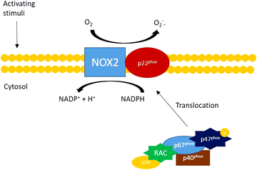 The Pathophysiological Role of NOX2 in Hypertension and Organ Damage ...