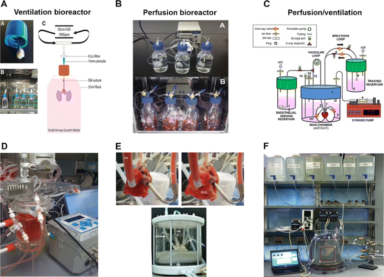 Bioreactor Development for Lung Tissue Engineering | SpringerLink
