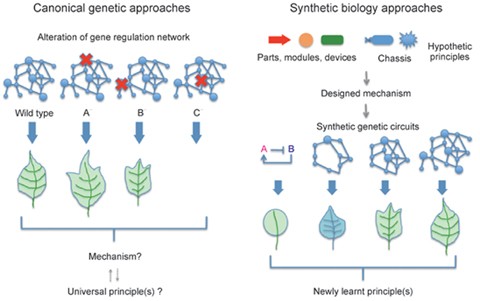 Synthetic biology: a new approach to study biological pattern formation ...