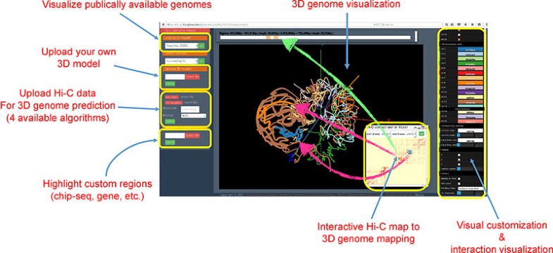 HiC-3DViewer: a new tool to visualize Hi-C data in 3D space | SpringerLink