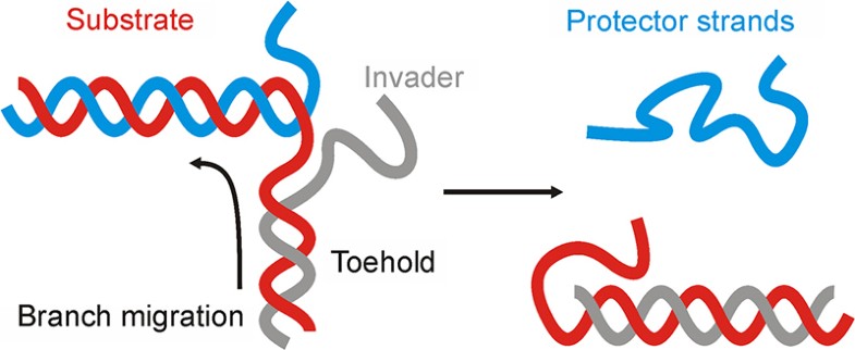 Recent advances in molecular machines based on toehold-mediated strand ...