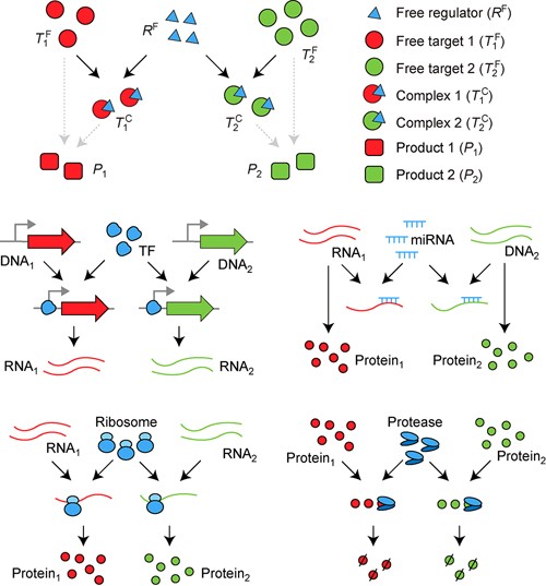 Regulation by competition: a hidden layer of gene regulatory network ...