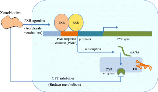 A Molecular Aspect in the Regulation of Drug Metabolism: Does PXR ...