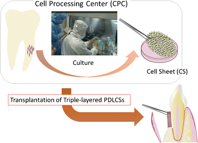 Cell Sheets for Periodontal Tissue Engineering | SpringerLink