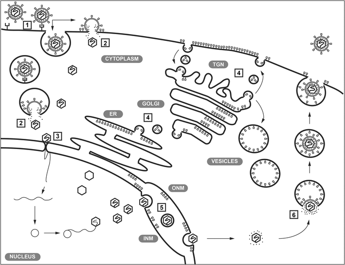 Varicella-Zoster Virus Glycoproteins: Entry, Replication, and ...