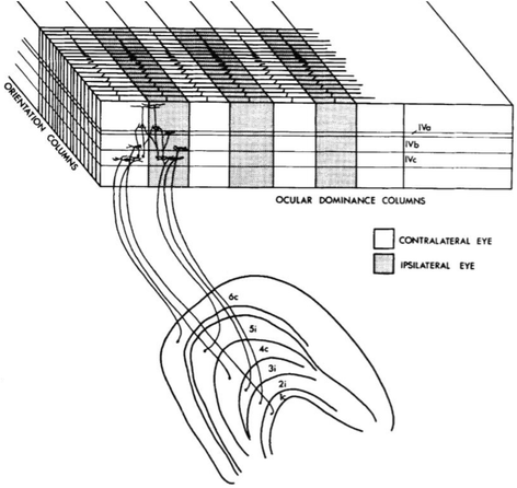 The life of the cortical column: opening the domain of functional ...