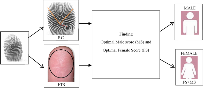 Gender classification from fingerprint ridge count and fingertip size using optimal score ...