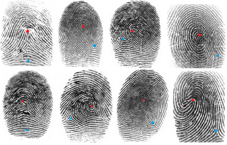 Gender classification from fingerprint ridge count and fingertip size ...