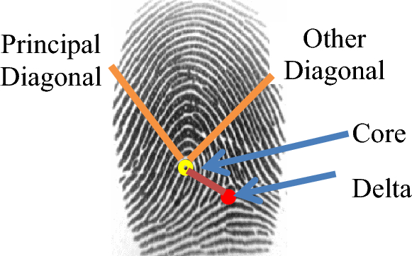 Gender classification from fingerprint ridge count and fingertip size using optimal score ...