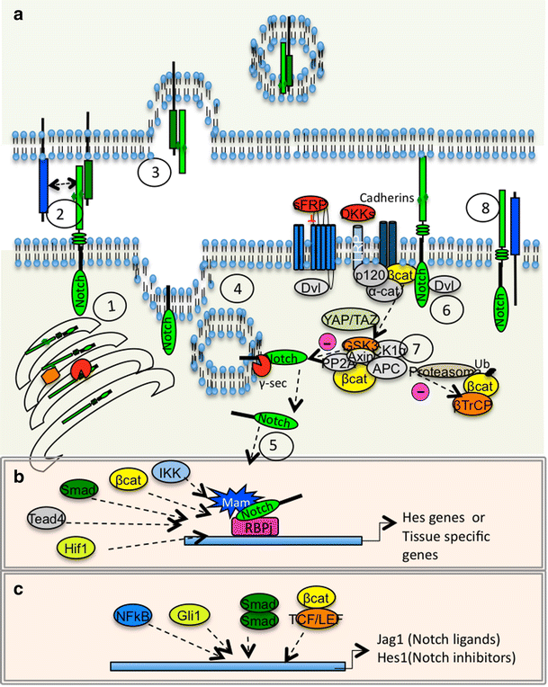 Notch Signaling in Cell–Cell Communication Pathways | SpringerLink