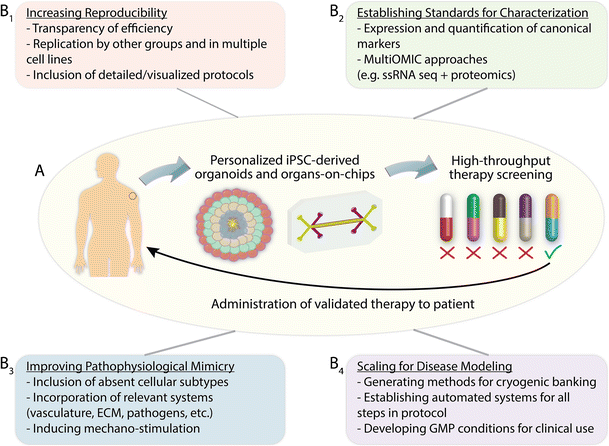 Organoid and Organ-on-a-Chip Systems: New Paradigms for Modeling ...