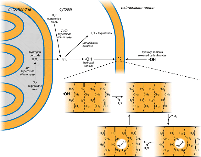 Repair and Regeneration of the Wounded Cell Membrane | SpringerLink