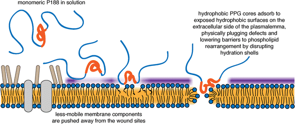 Repair and Regeneration of the Wounded Cell Membrane | SpringerLink