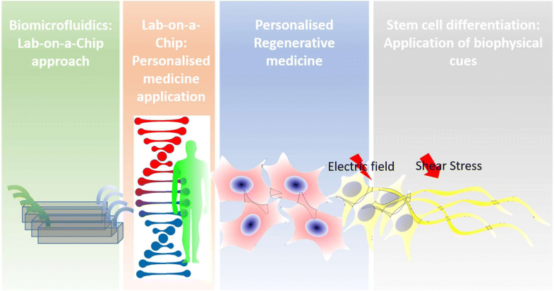 Reprogramming the Stem Cell Behavior by Shear Stress and Electric Field ...