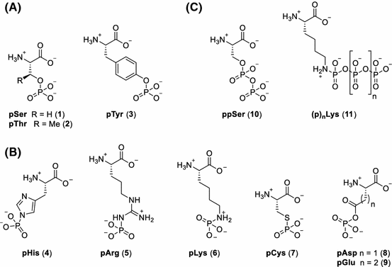 Chemical Approaches to Studying Labile Amino Acid Phosphorylation ...