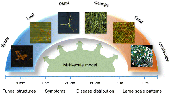 Benefits of hyperspectral imaging for plant disease detection and plant ...