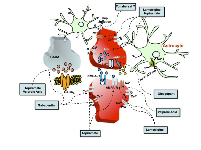 Cortical spreading depression as a target for anti-migraine agents ...