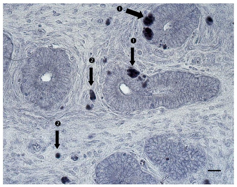 Goat uterine epithelial cells are susceptible to infection with Caprine ...