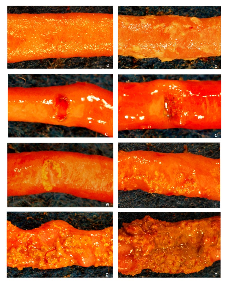 The successful experimental induction of necrotic enteritis in chickens ...