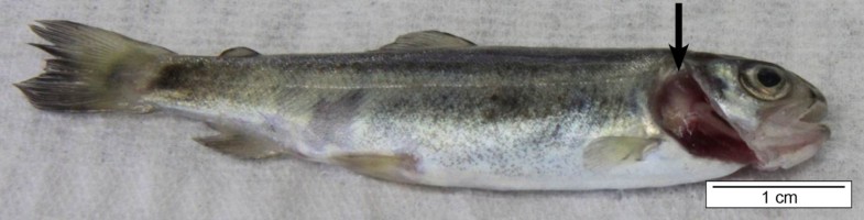 Columnaris disease in fish: a review with emphasis on bacterium-host ...