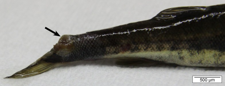 Columnaris disease in fish: a review with emphasis on bacterium-host ...