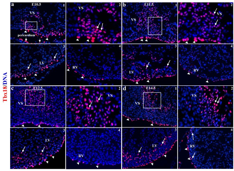Developmental patterns and characteristics of epicardial cell markers ...