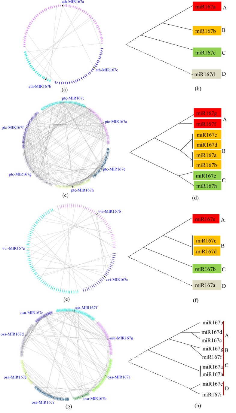 MicroSyn: A user friendly tool for detection of microsynteny in a gene ...