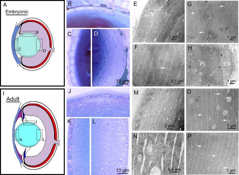 Morphogenesis of the anterior segment in the zebrafish eye | BMC ...
