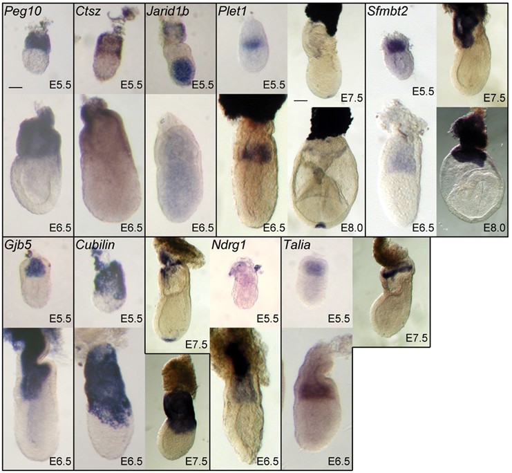 Novel gene expression patterns along the proximo-distal axis of the ...