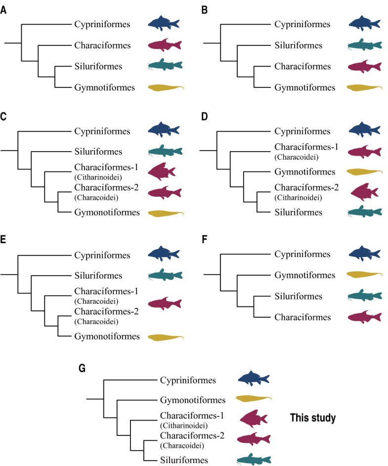 Evolutionary history of Otophysi (Teleostei), a major clade of the ...
