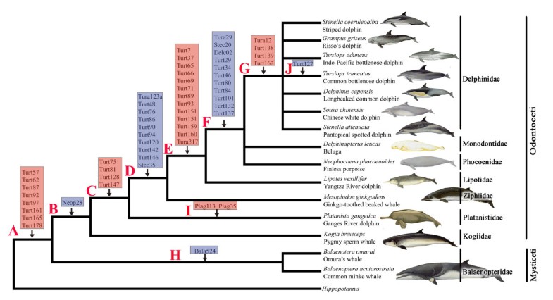 Whale phylogeny and rapid radiation events revealed using novel ...