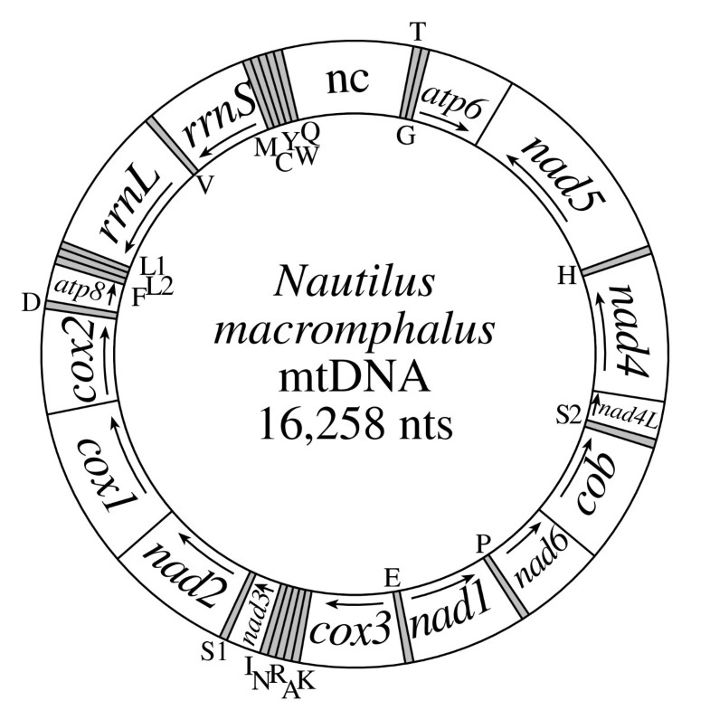 The complete sequence of the mitochondrial genome of Nautilus ...