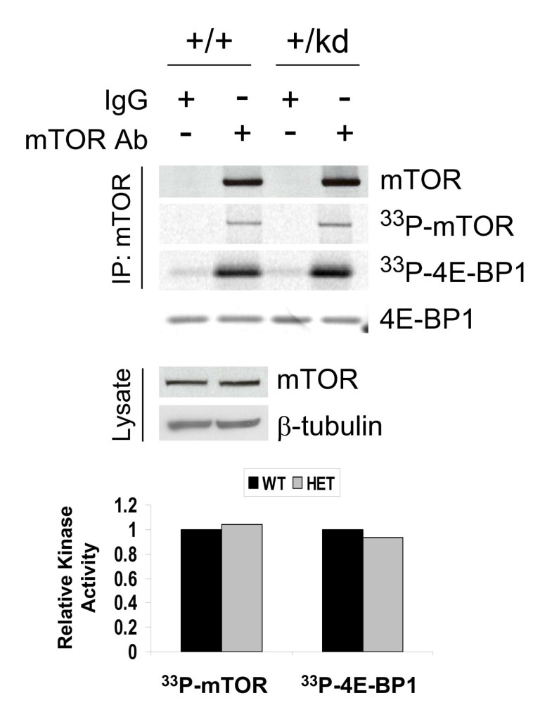 A kinase-dead knock-in mutation in mTOR leads to early embryonic ...