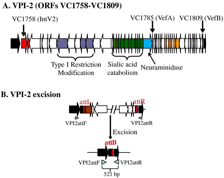 Excision dynamics of Vibrio pathogenicity island-2 from Vibrio cholerae ...