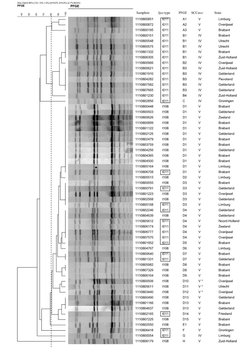 PFGE diversity within the methicillin-resistant Staphylococcus aureus clonal lineage ST398 | BMC ...