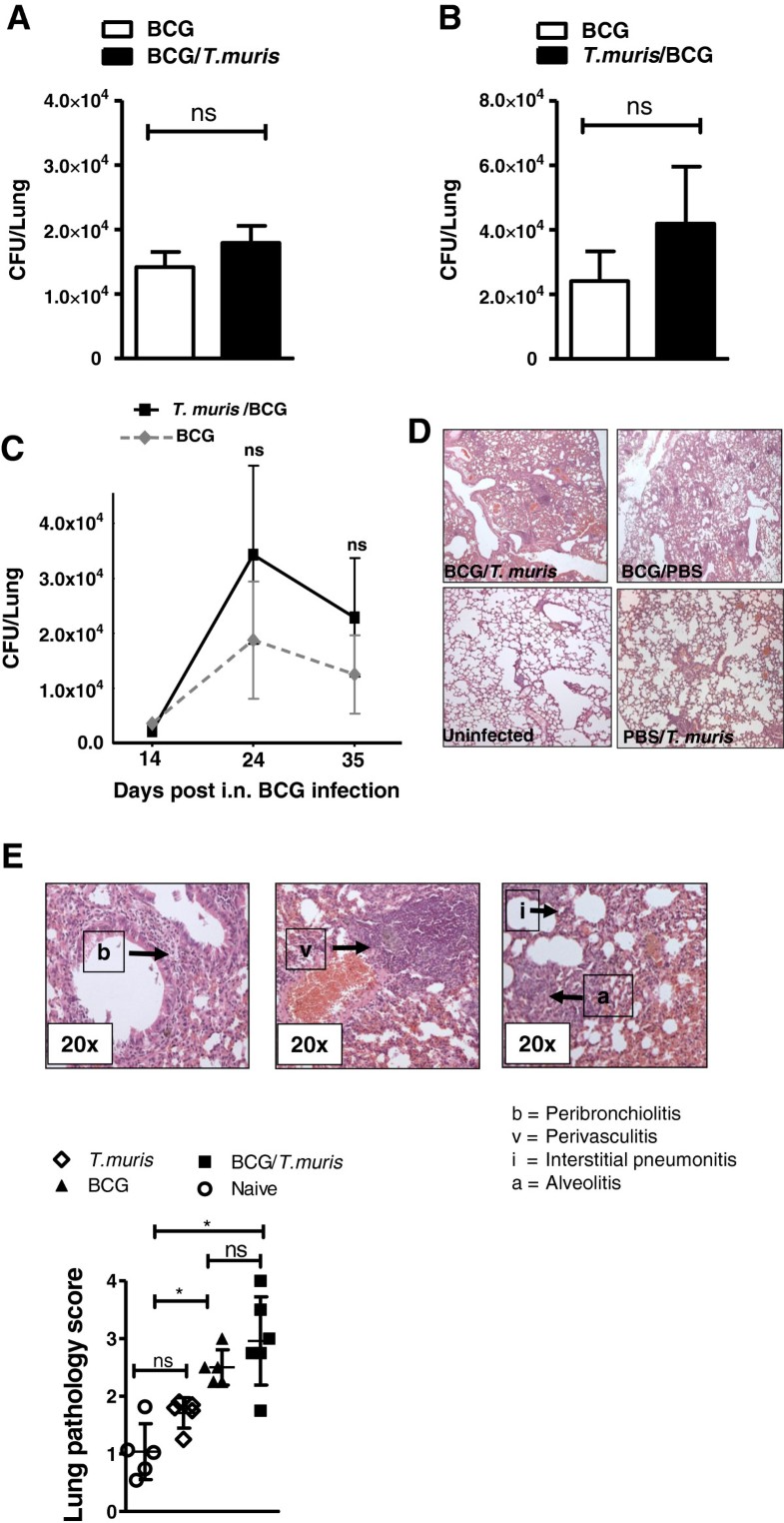 Mycobacterium bovis BCG infection severely delays Trichuris muris expulsion and co-infection ...