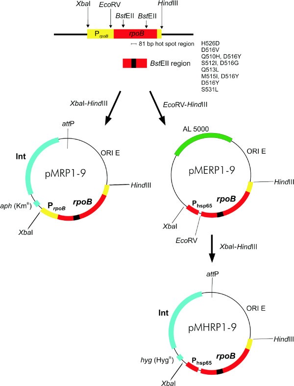Genetic evaluation of relationship between mutations in rpoB and resistance of Mycobacterium ...
