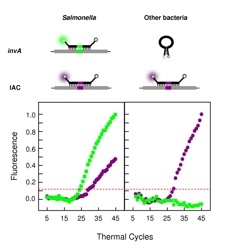 Molecular beacon-based real-time PCR detection of primary isolates of ...
