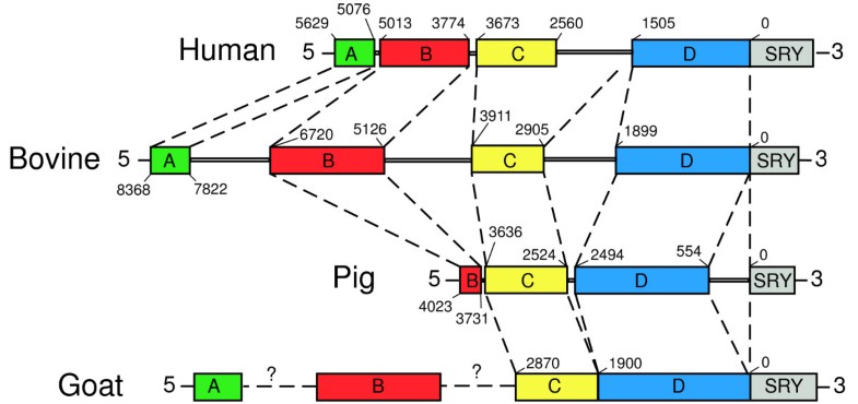 New insights into SRY regulation through identification of 5' conserved ...