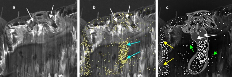 The mode of action of dimeticone 4% lotion against head lice, Pediculus ...