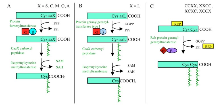 The CaaX specificities of Arabidopsis protein prenyltransferases ...