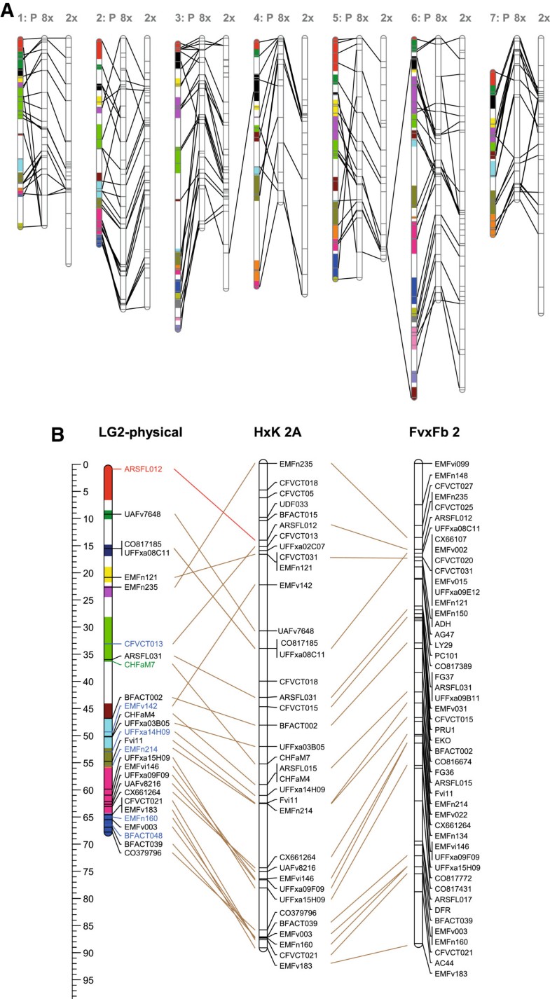 Genomic rearrangements and signatures of breeding in the allo-octoploid ...