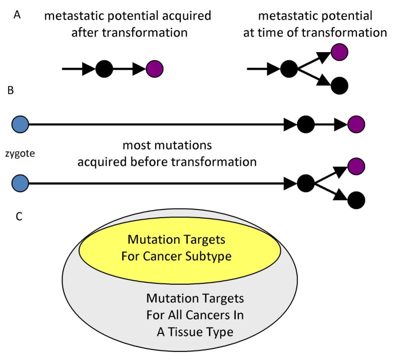 A simple algebraic cancer equation: calculating how cancers may arise ...