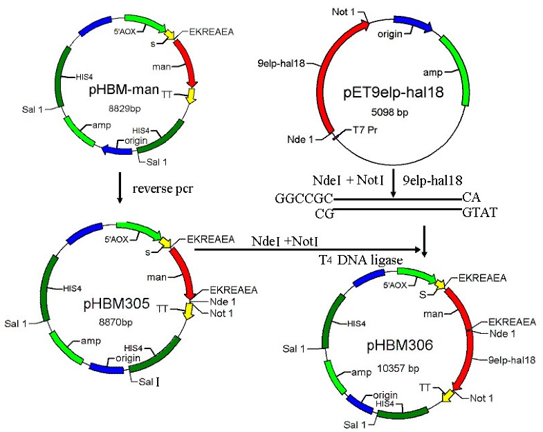 A visual method for direct selection of high-producing Pichia ...